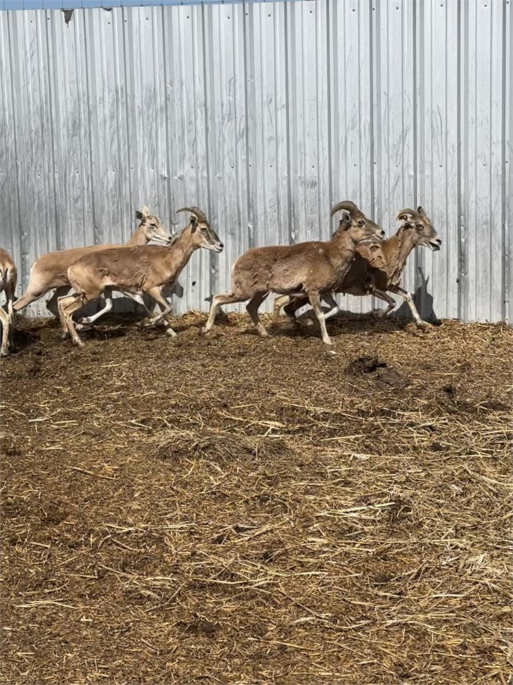 WildLife Buyer, LLC. - 5 Transcaspian Ewes