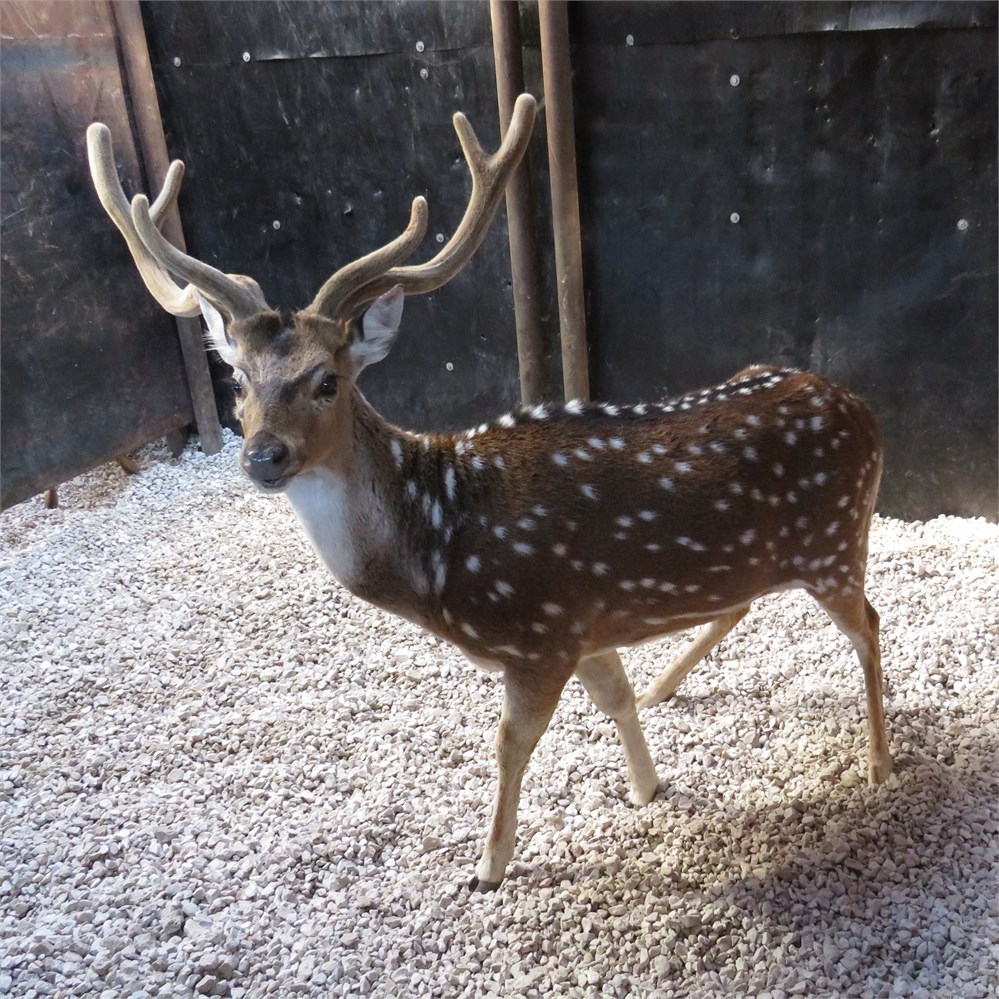 WildLife Buyer, LLC. - 1.0 AXIS (NKB#13) - Ask About Insurance