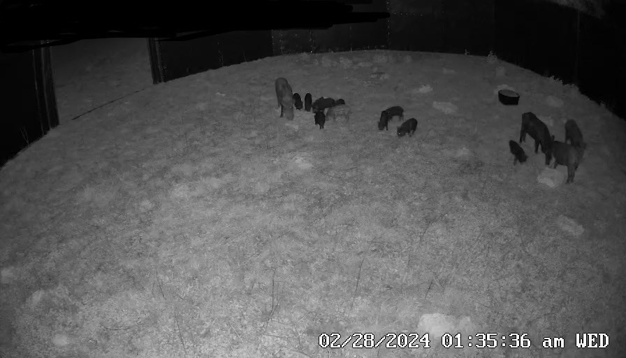 WildLife Buyer, LLC. - Live Feed Trap Camera System