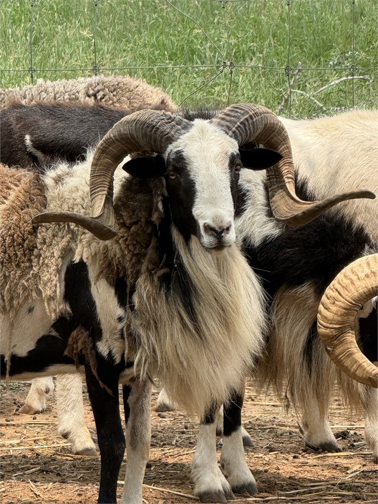 WildLife Buyer, LLC. - 1.0 Painted Desert Ram