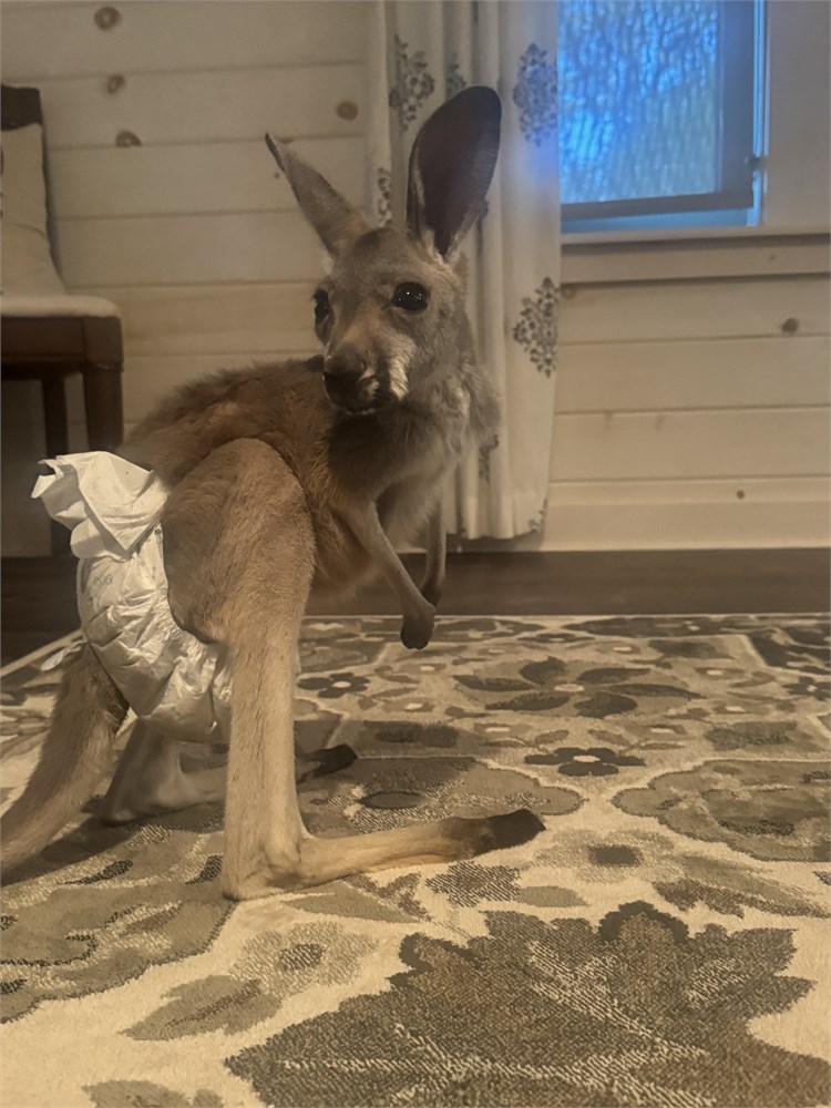 WildLife Buyer, LLC. - 0.2 Bottle Baby Red Kangaroo