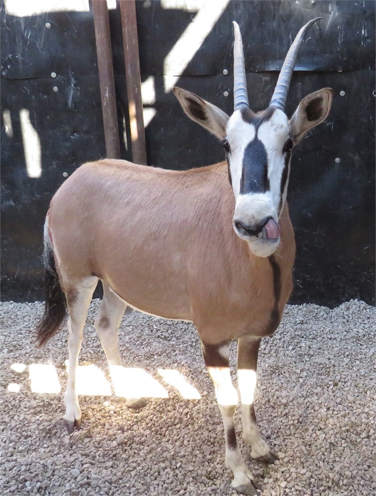 WildLife Buyer, LLC. - 0.1 SCIMBOK (WB#3)