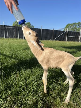 WildLife Buyer, LLC. - 1.0 Bottle Baby Addax