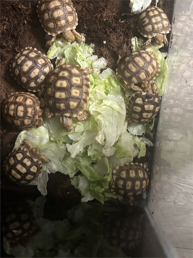 WildLife Buyer, LLC. - 1 Tortoise