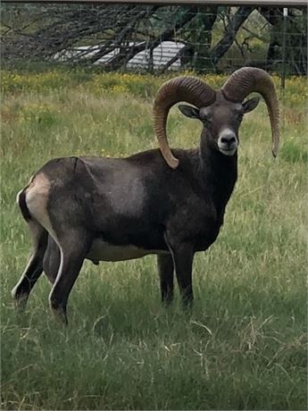 WildLife Buyer, LLC. - 1.0 Bighorn Cross Ram