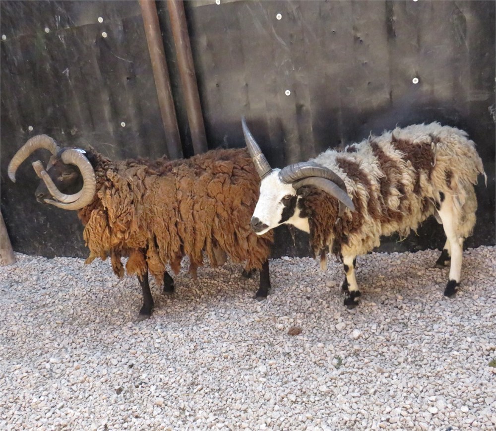 WildLife Buyer, LLC. - 2.0 4-HORN TAG#226/227 (NKB#12)