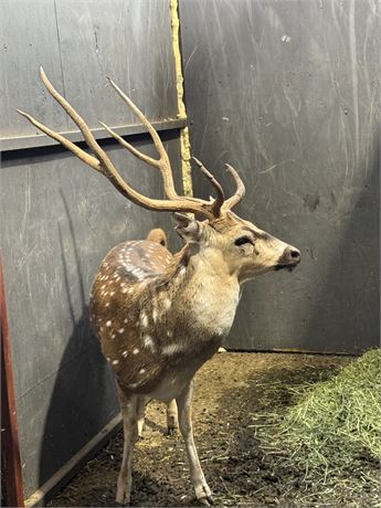 WildLife Buyer, LLC. - 1.0 Big Axis Buck.