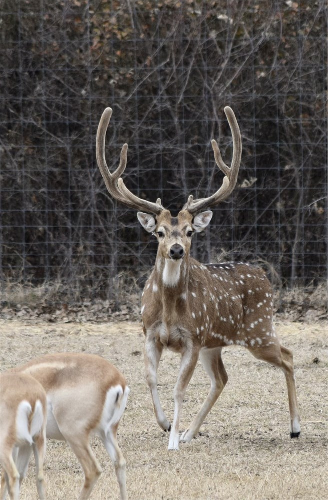 WildLife Buyer, LLC. - 4x4 Axis Buck