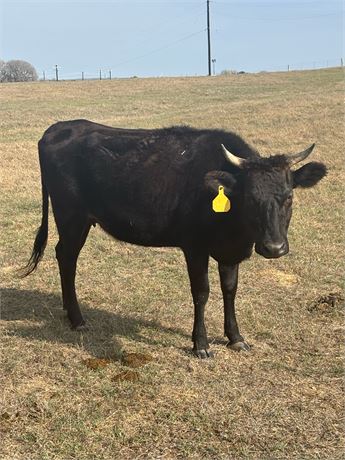 WildLife Buyer, LLC. - Wagyu Cow