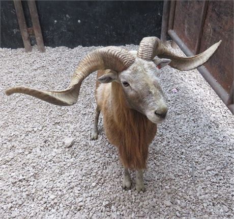 WildLife Buyer, LLC. - 1.0 CORSICAN TAG#386 (NKB#12)