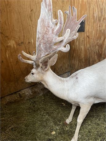 WildLife Buyer, LLC. - Fallow buck