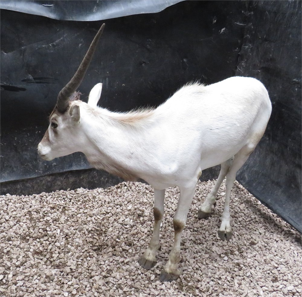 WildLife Buyer, LLC. - 1.0 ADDAX (OKB#4-1) - Ask about insurance