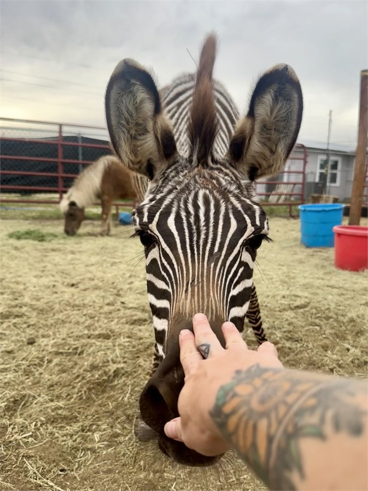 WildLife Buyer, LLC. - 1.0 tame zebra