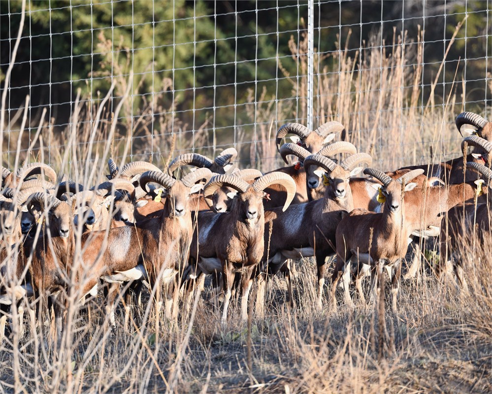 WildLife Buyer, LLC. - 0.5 Exposed iranian red sheep