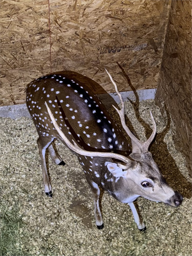 WildLife Buyer, LLC. - 1.0 Axis Buck
