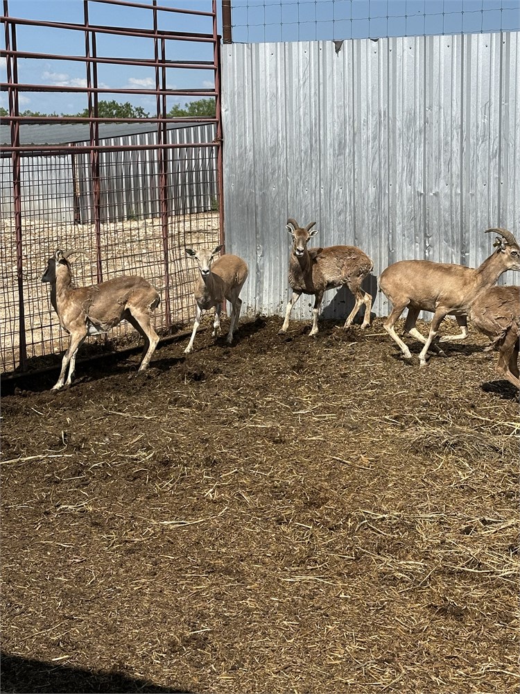 WildLife Buyer, LLC. - 5 Transcaspian Ewes