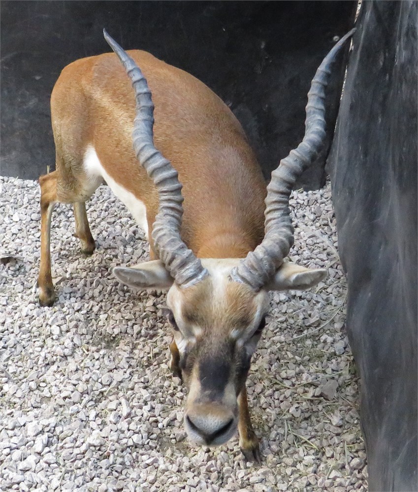 WildLife Buyer, LLC. - 1.0 BLACKBUCK (OKB#6-5)