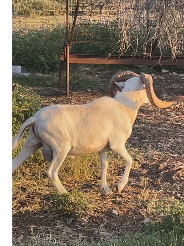 WildLife Buyer, LLC. - Texas Dall