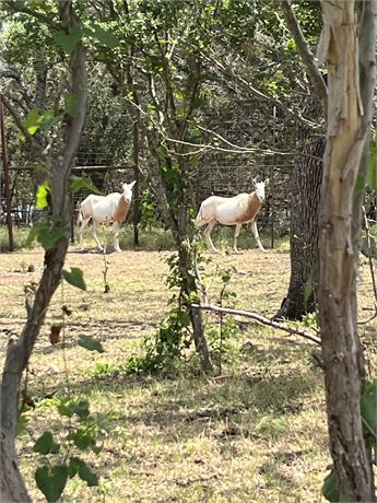 WildLife Buyer, LLC. - Pen raised Scimitar Oryx cows