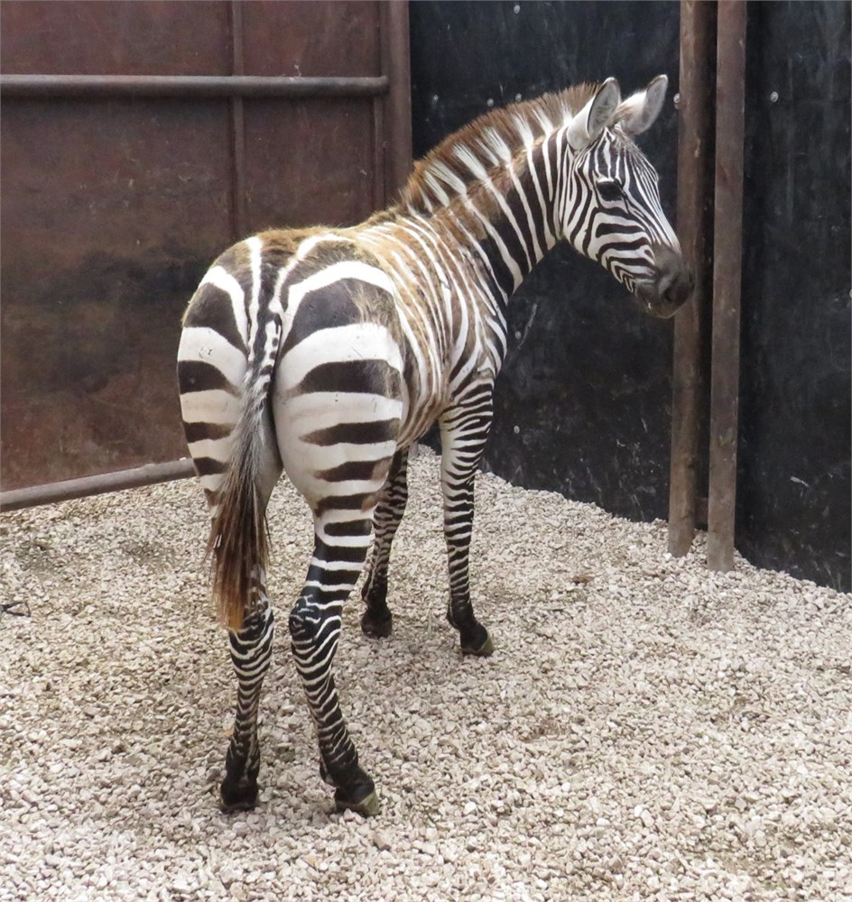 WildLife Buyer, LLC. - 煉 1.0 ZEBRA (NKB#13)