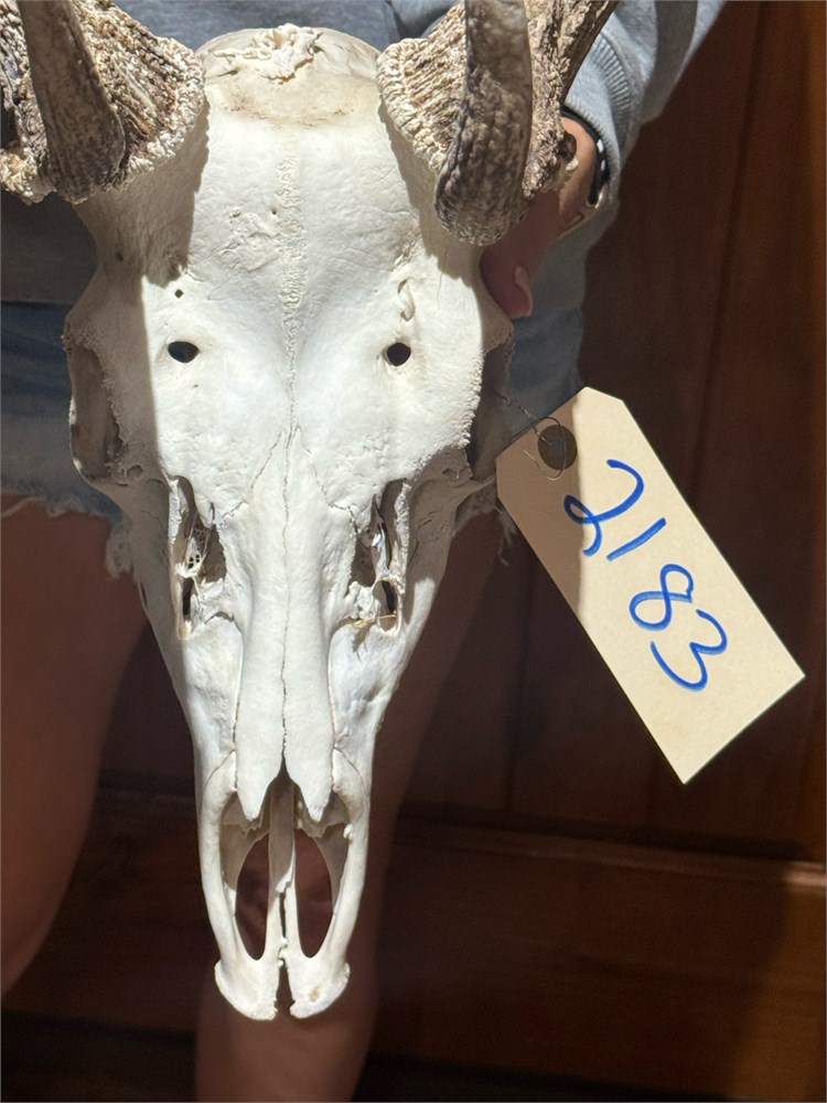 WildLife Buyer, LLC. - nice fallow skull