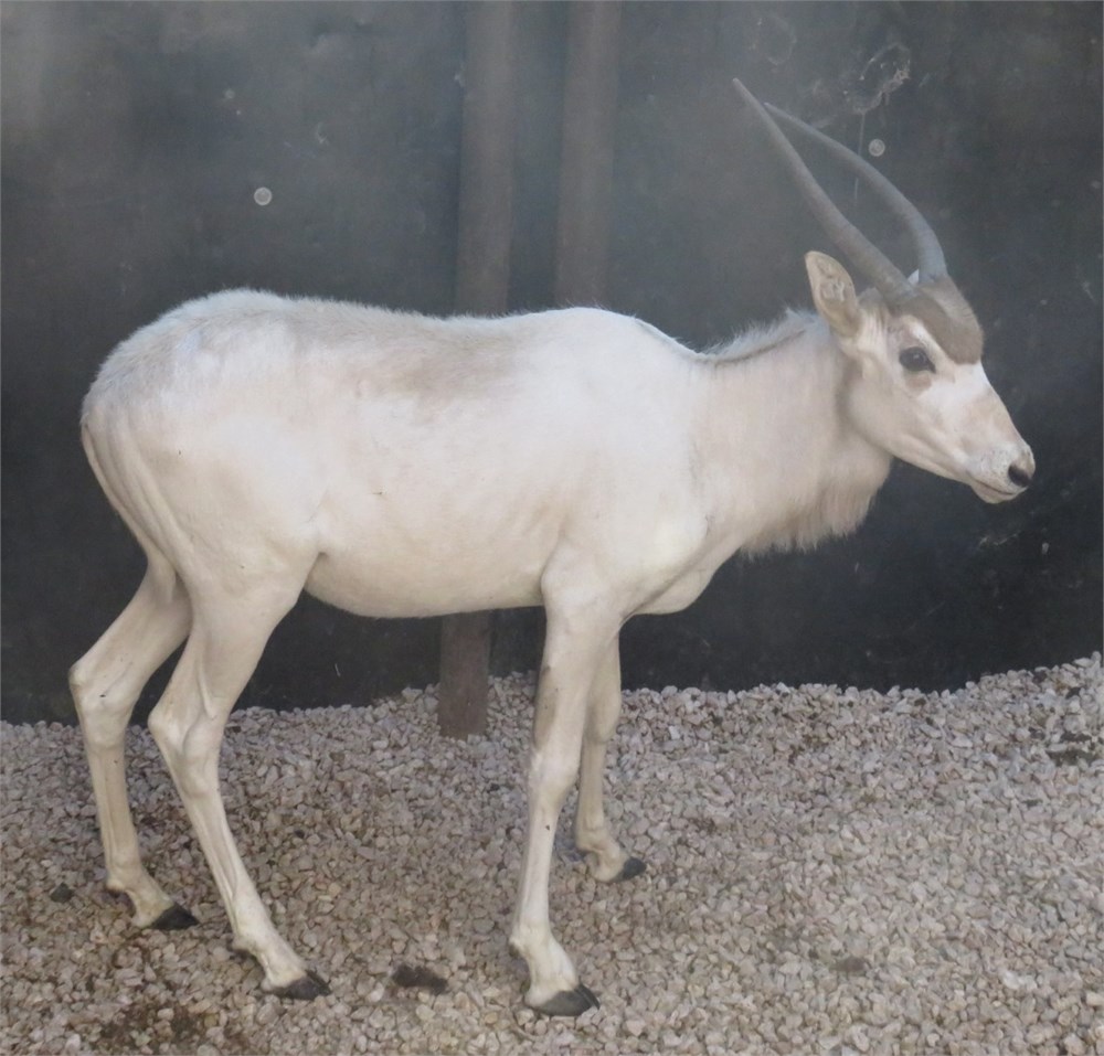 WildLife Buyer, LLC. - 朗 0.1 ADDAX TAG#1 (NKB#9)