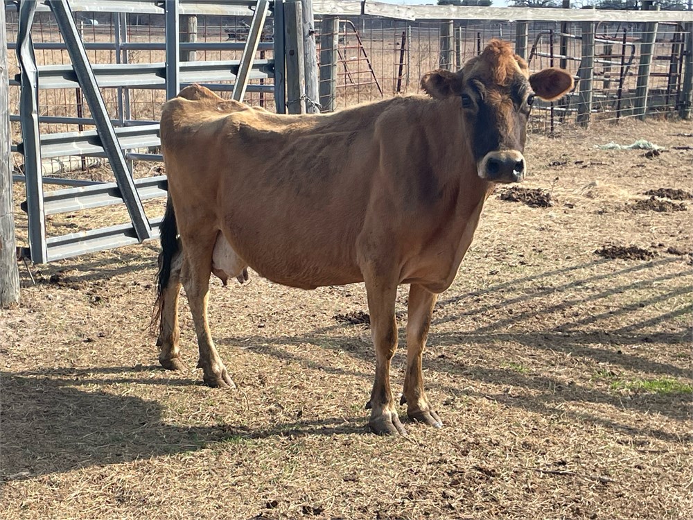WildLife Buyer, LLC. - older exposed jersey cow