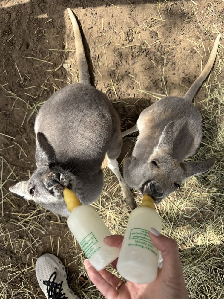 WildLife Buyer, LLC. - 0.2 Bottle Baby Red Kangaroo
