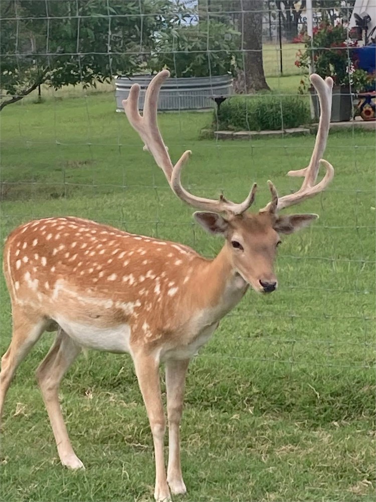 WildLife Buyer, LLC. - 5.0 2 year old fallow bucks