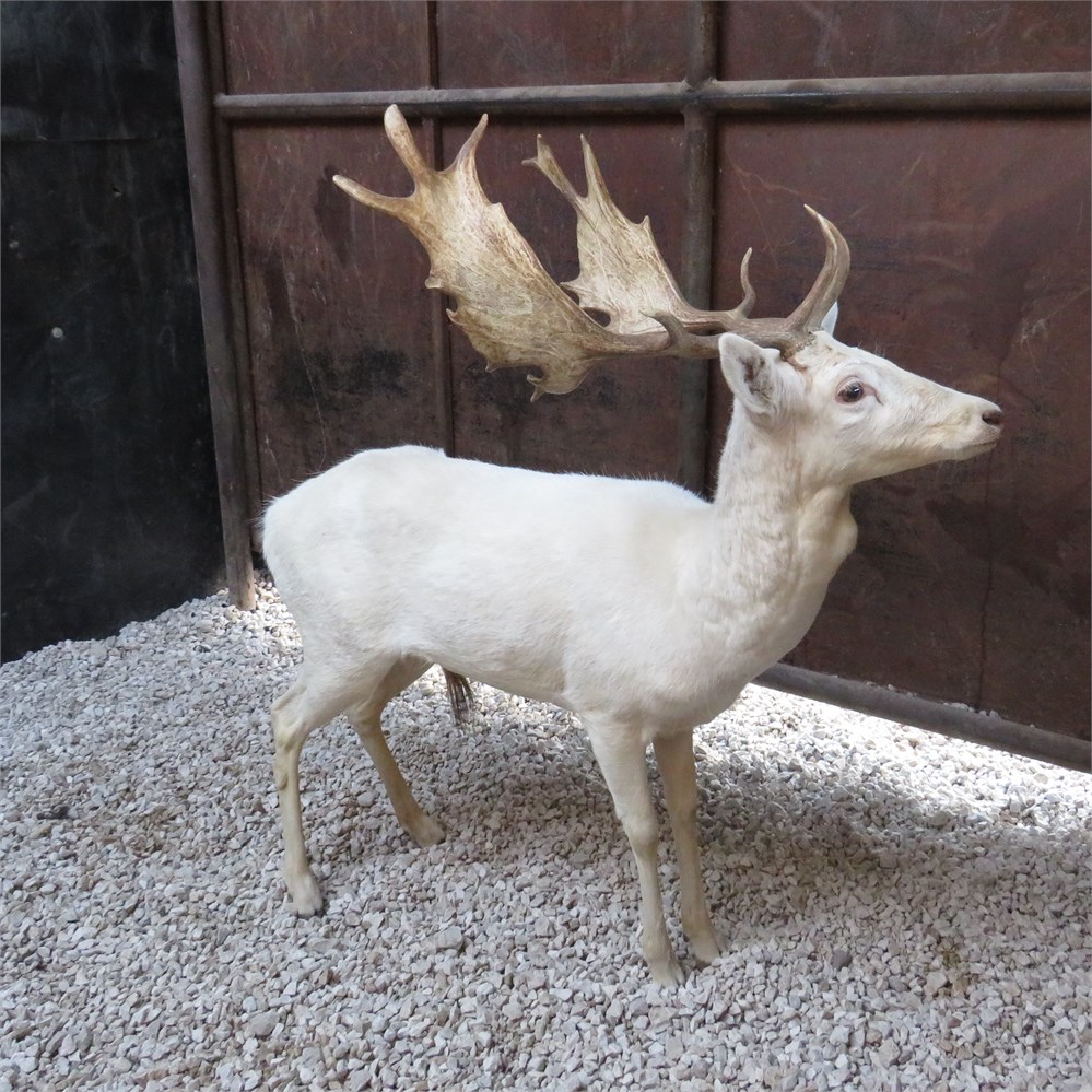 WildLife Buyer, LLC. - 1.0 FALLOW (WB#19) - Ask About Insurance