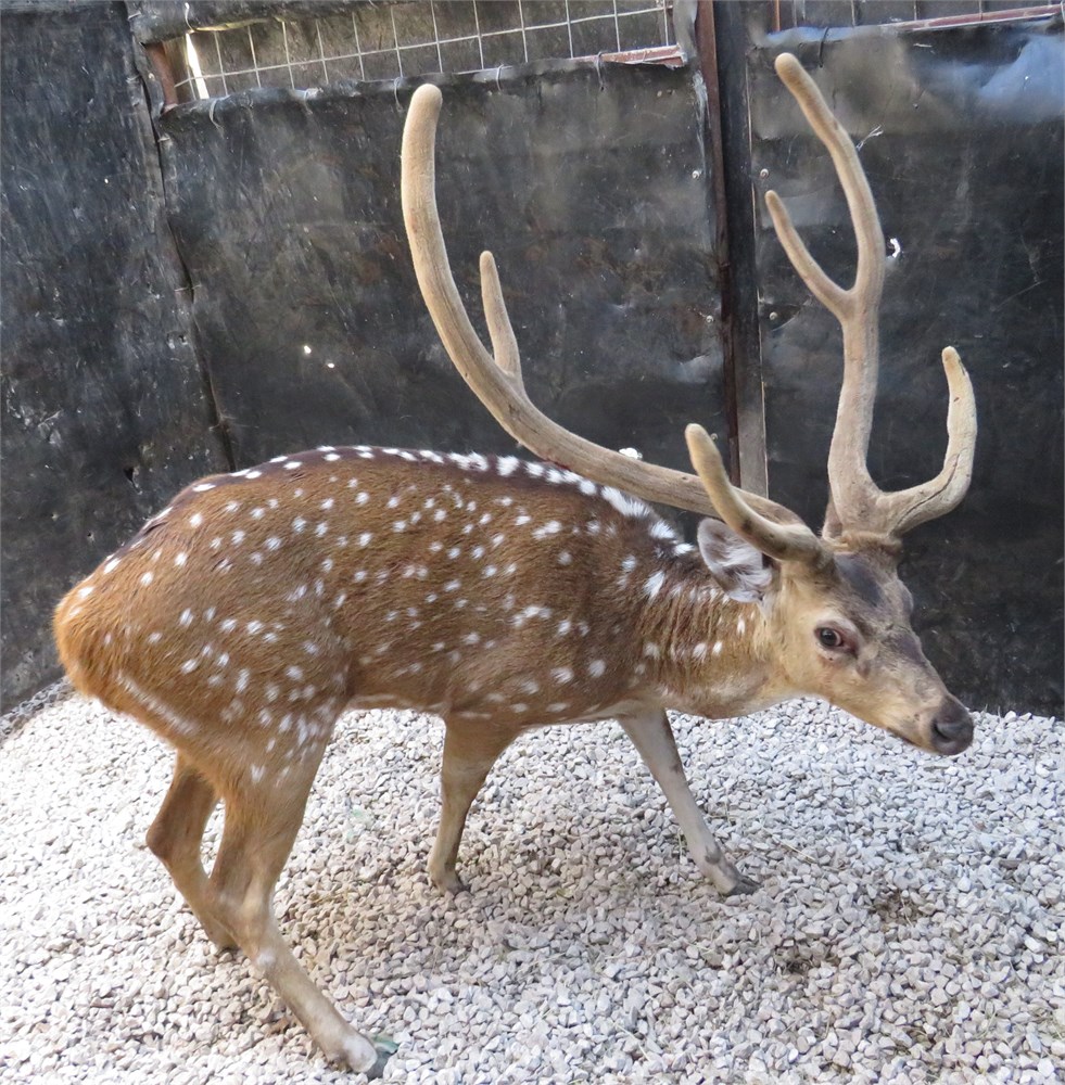 WildLife Buyer, LLC. - 1.0 AXIS TAG#16 (OKB#5)