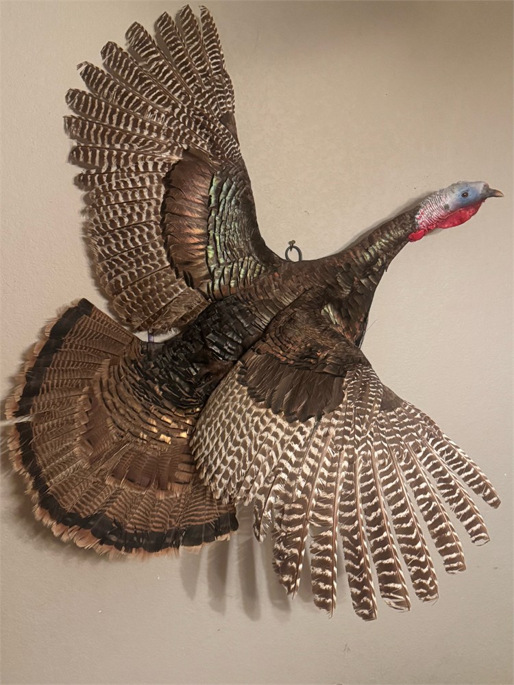 WildLife Buyer, LLC. - Turkey mount