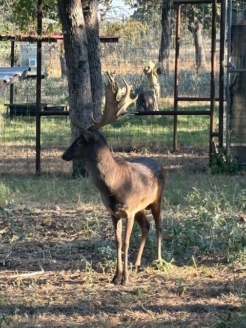 WildLife Buyer, LLC. - 3 yr old Fallow Buck