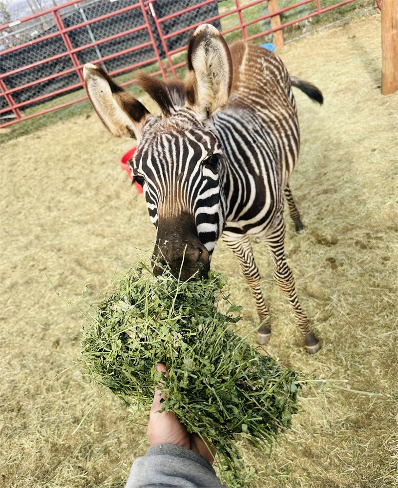WildLife Buyer, LLC. - 1.0 tame zebra