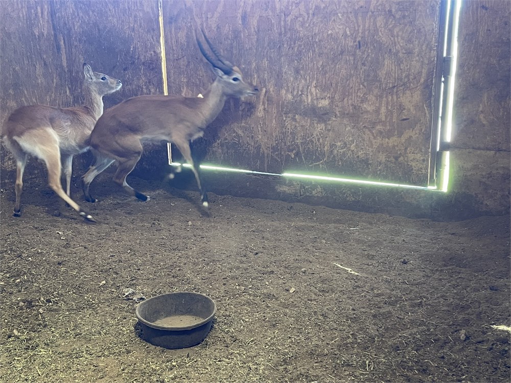 WildLife Buyer, LLC. - 1.1 RED LECHWE