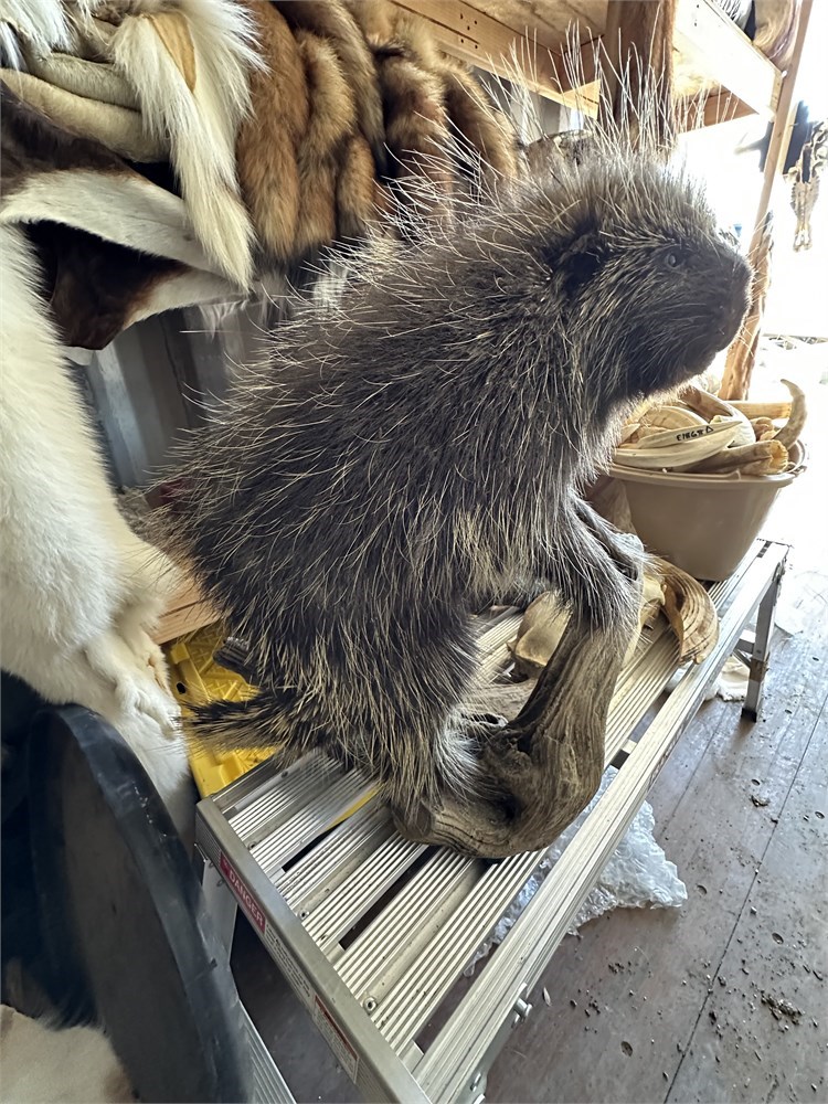 WildLife Buyer, LLC. - Porcupine mount
