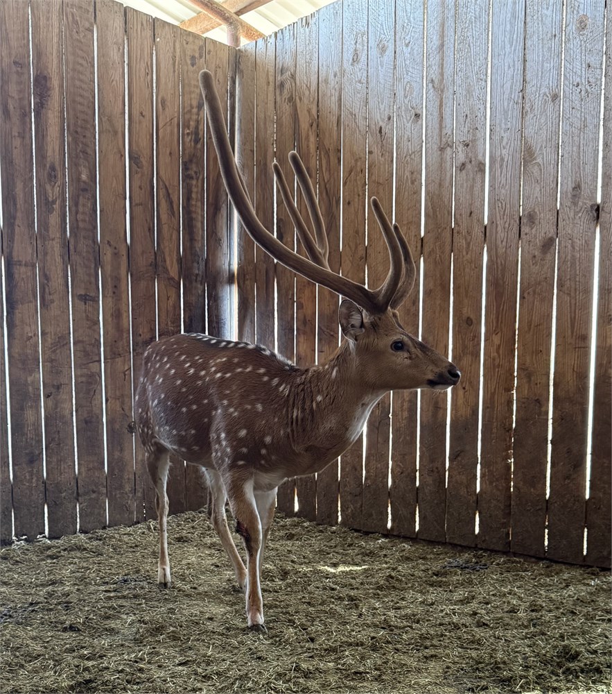 WildLife Buyer, LLC. - 1.0 Axis Buck
