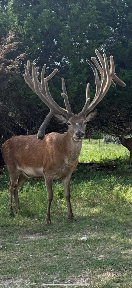 WildLife Buyer, LLC. - Stag