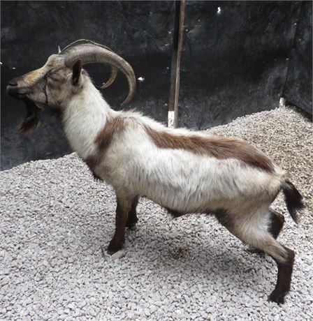 WildLife Buyer, LLC. - 1.0 IBEX TAG#5204 (OKB#6-4)