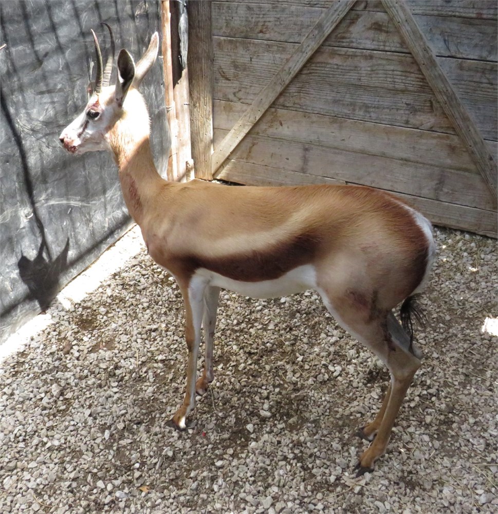 WildLife Buyer, LLC. - 0.1 SPRINGBOK (RB#7)