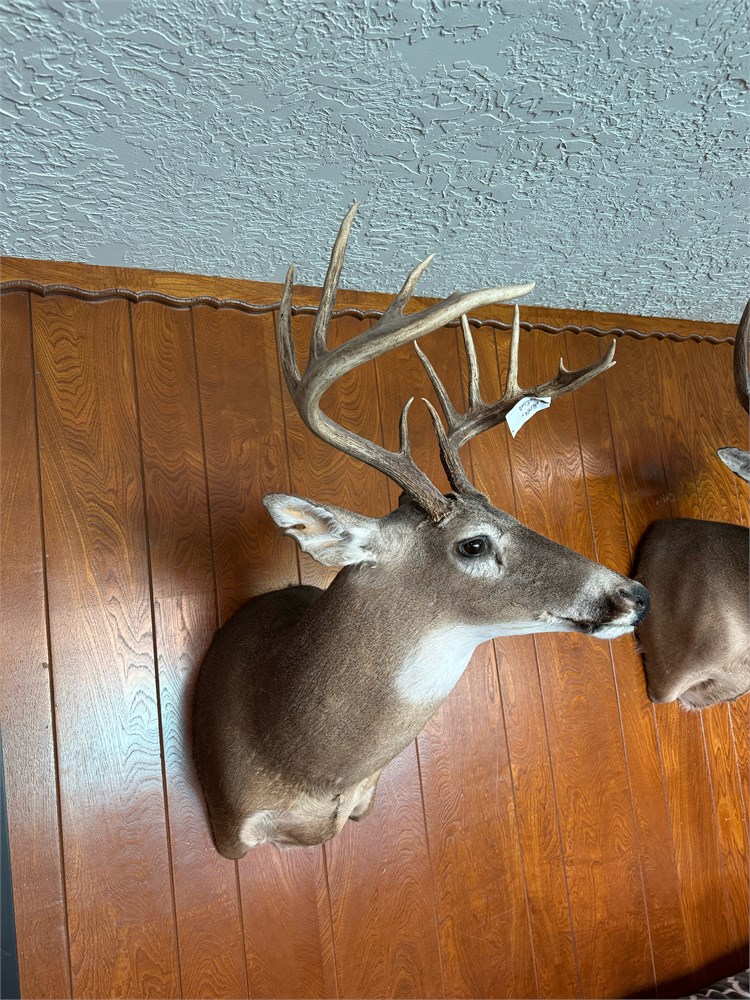 WildLife Buyer, LLC. - South Texas Whitetail Mount