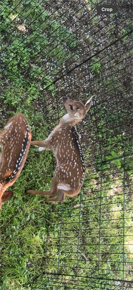 WildLife Buyer, LLC. - bottle baby axis female