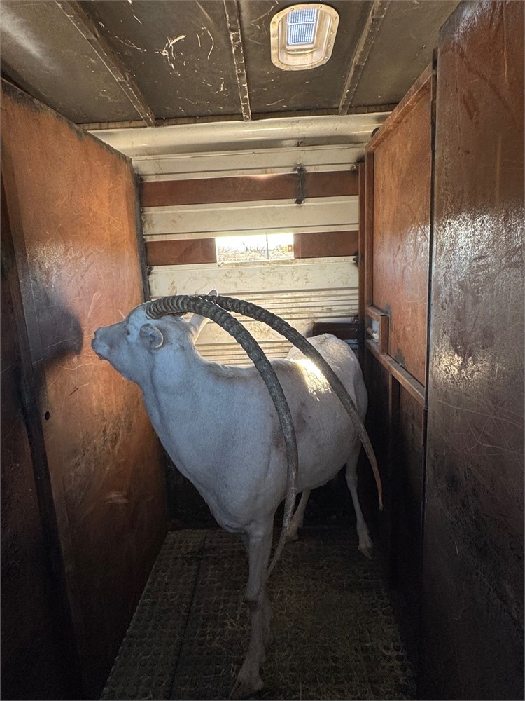 WildLife Buyer, LLC. - 1.0 Albino Oryx Bull 37.5” x 38”