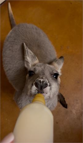 WildLife Buyer, LLC. - Bottle baby female roo