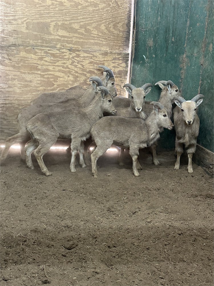 WildLife Buyer, LLC. - 7 Aoudad Ewes