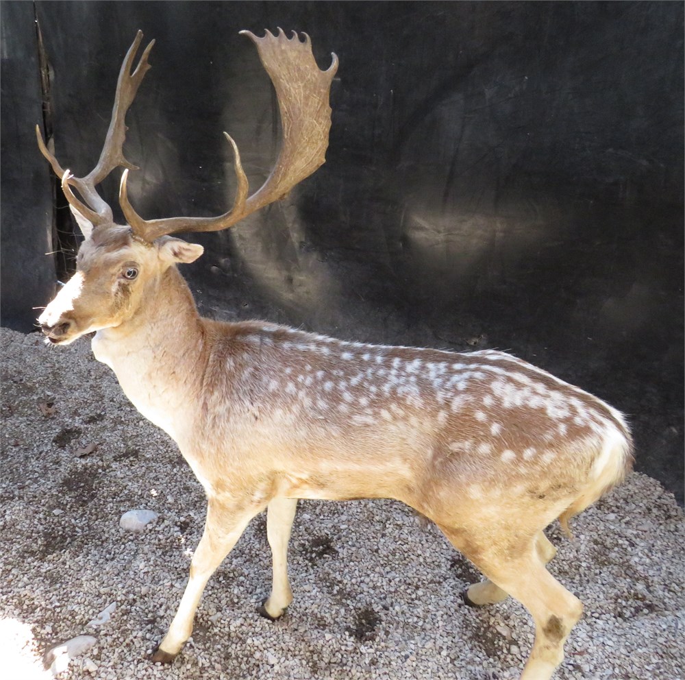 WildLife Buyer, LLC. - 1.0 FALLOW (BB#1B) - Ask About Insurance