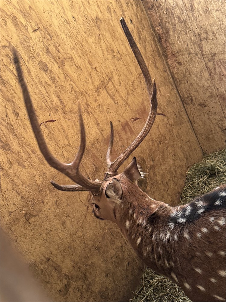 WildLife Buyer, LLC. - Winter Axis Buck