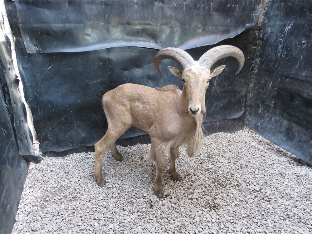WildLife Buyer, LLC. - 1.0 AOUDAD TAG#316 (NKB#4) - Ask About Insurance