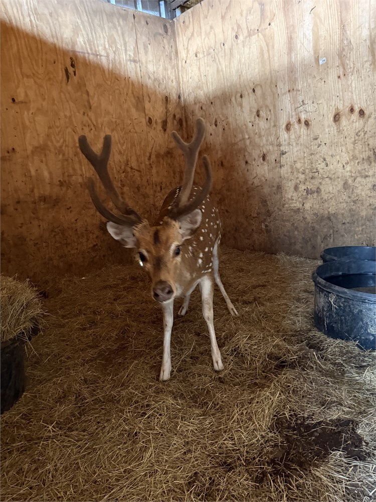 WildLife Buyer, LLC. - Axis Buck