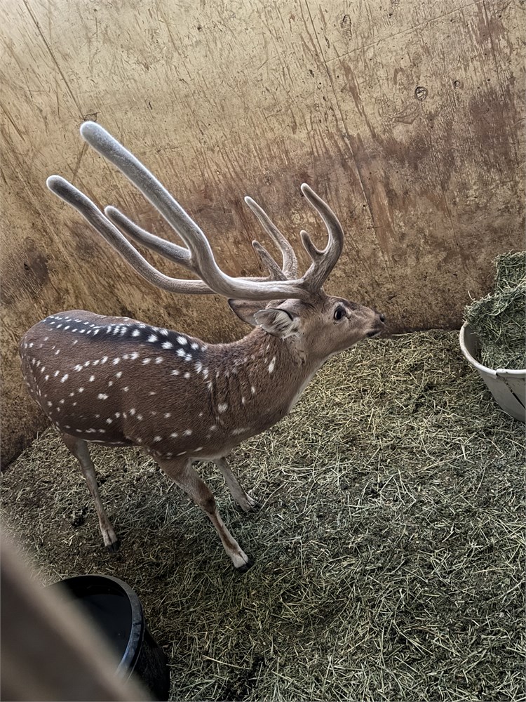 WildLife Buyer, LLC. - Winter Axis Buck
